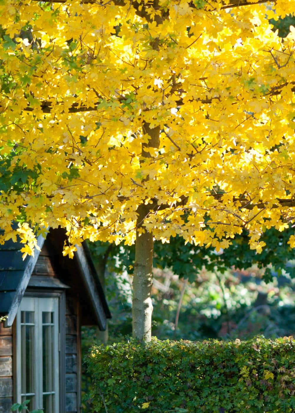 Field Maple Pleached Trees - Acer Campestre Pleached - Hopes Grove