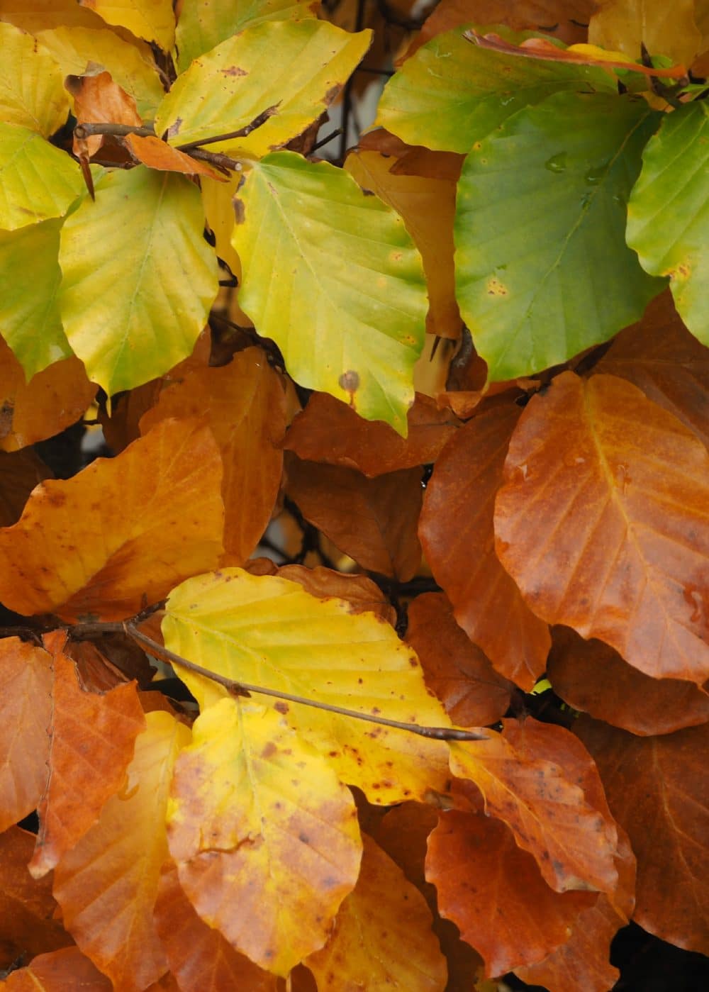 Pleached Green Beech Trees - Fagus sylvatica - Hopes Grove