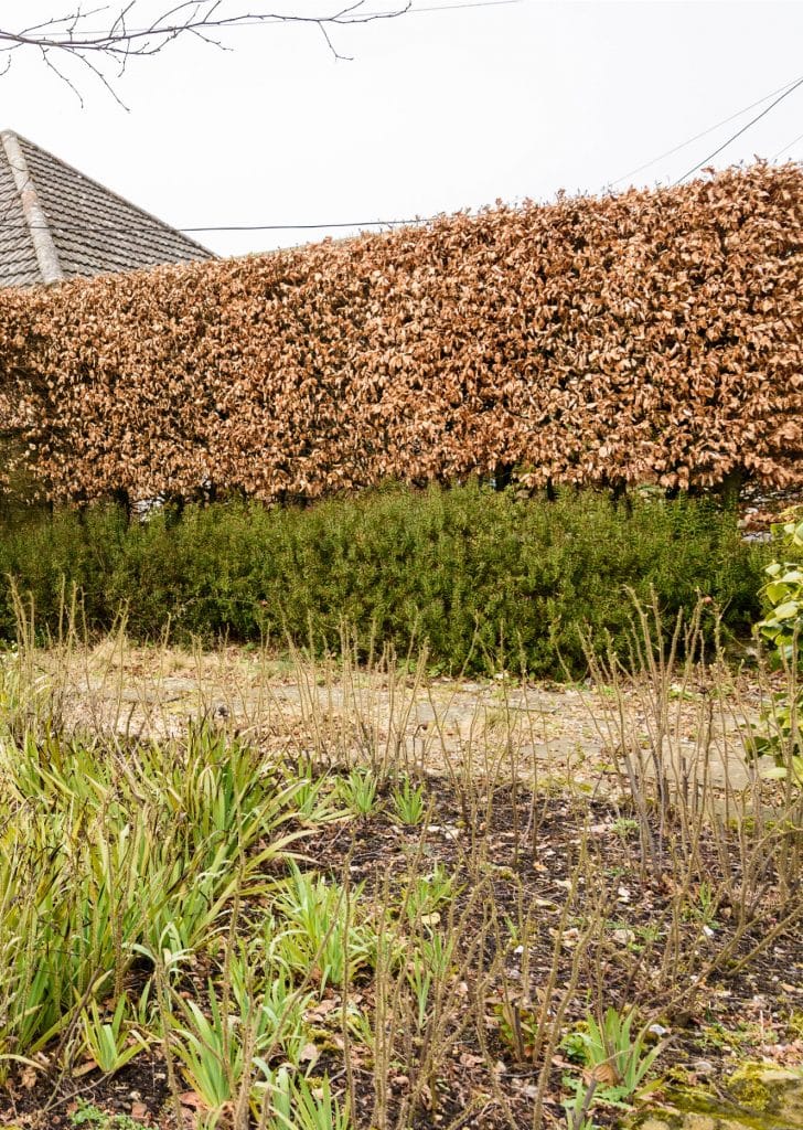 Fresh Pleached - Hopes Grove Nurseries