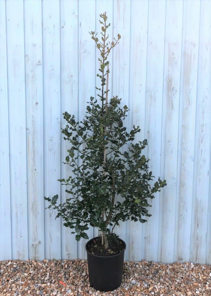 Alternatives to Box Hedges - Hopes Grove Nurseries