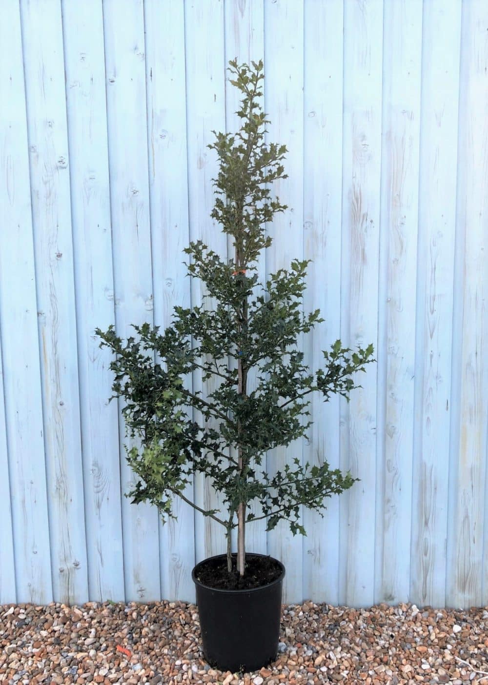 Alternatives to Box Hedges - Hopes Grove Nurseries