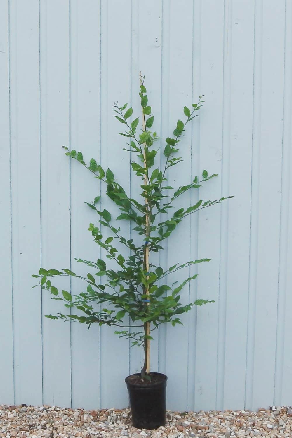 Buy Hornbeam Hedging ‘Carpinus Betulus’ | European Hornbeam Hedge