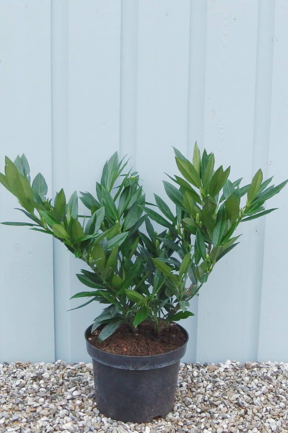 Buy Small Laurel Hedge Plants | Prunus Laurocerasus Otto Luyken
