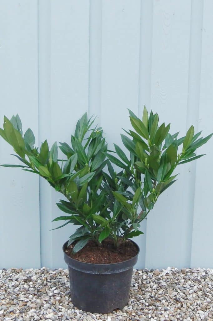 Buy Small Laurel Hedge Plants | Prunus Laurocerasus Otto Luyken