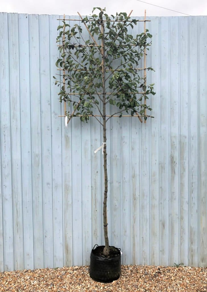 Fresh Pleached - Hopes Grove Nurseries