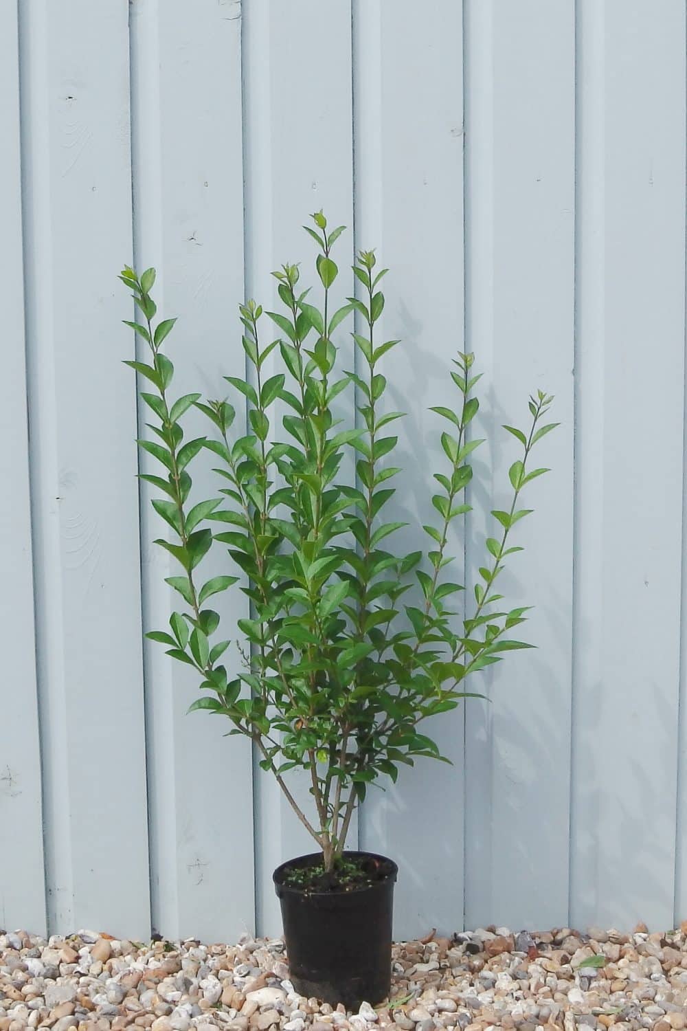 Buy Ligustrum Ovalifolium Hedging | Common Privet Hedge | Green Privet ...