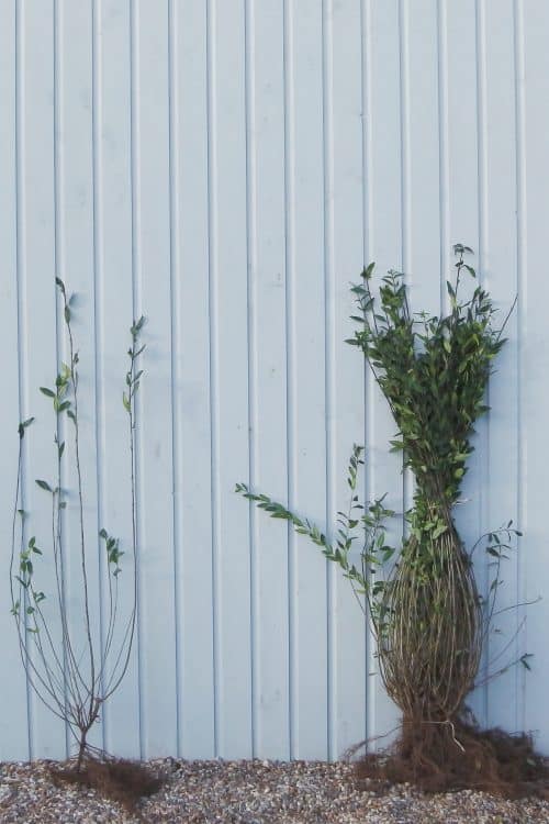 Buy Wild Privet Hedge Plants | Wild Privet Hedging | Ligustrum Vulgare