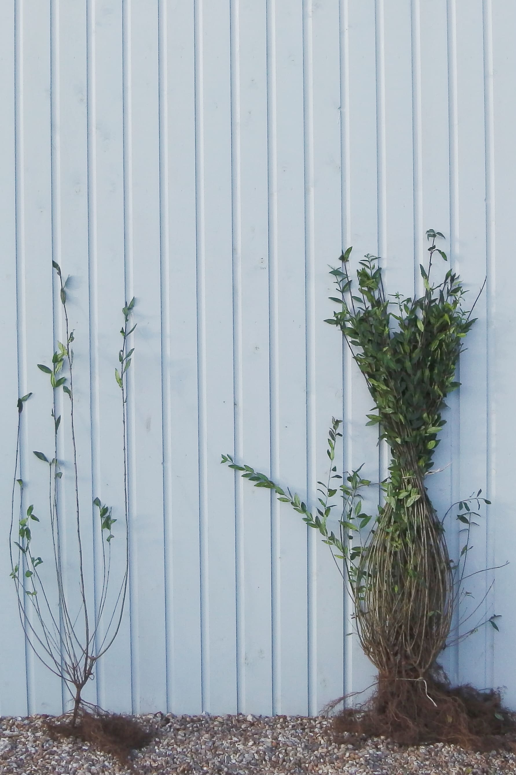 Buy Wild Privet Hedge Plants | Wild Privet Hedging | Ligustrum Vulgare