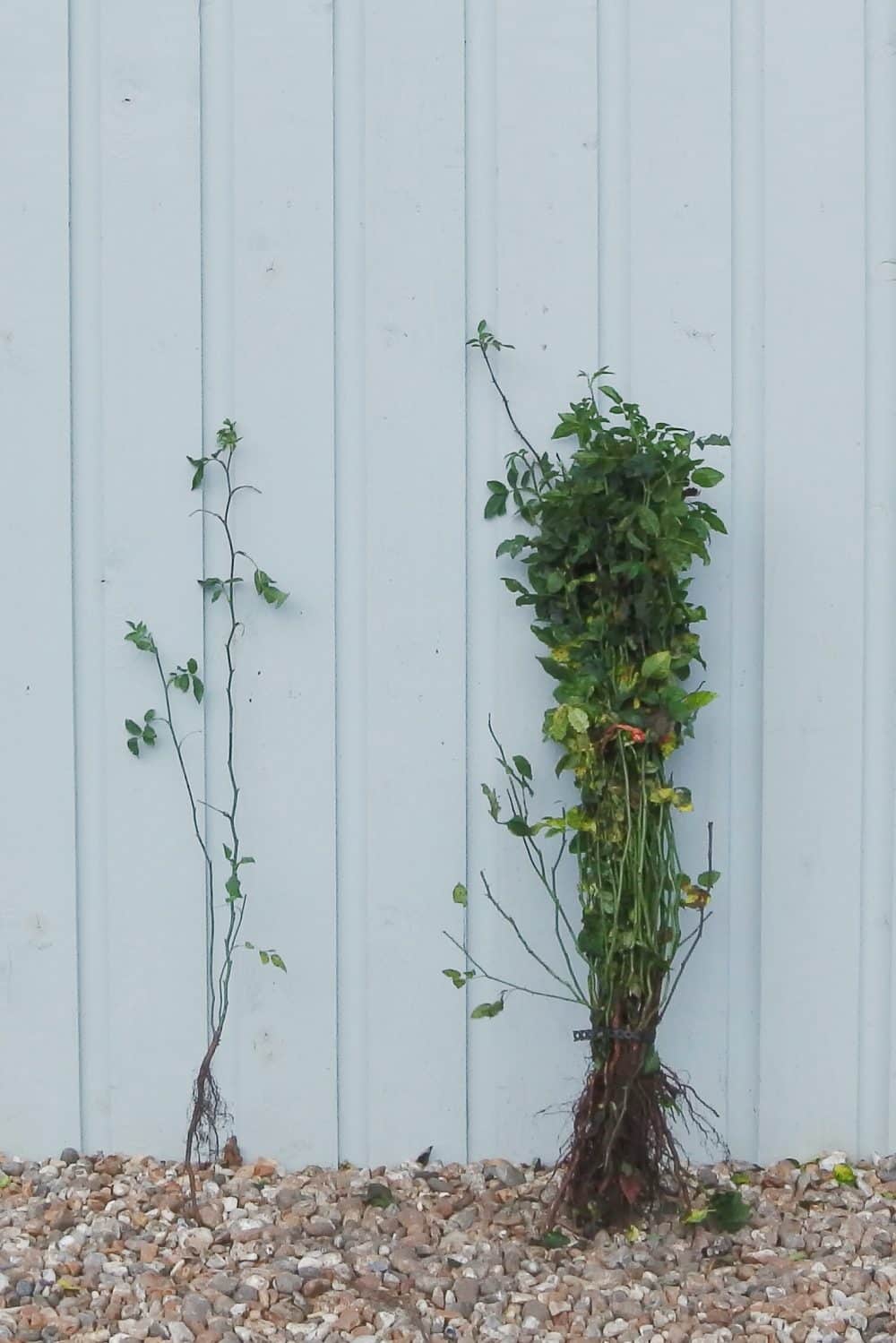 Buy Dog Rose Hedges | Rose Canina | Hopes Grove Nurseries