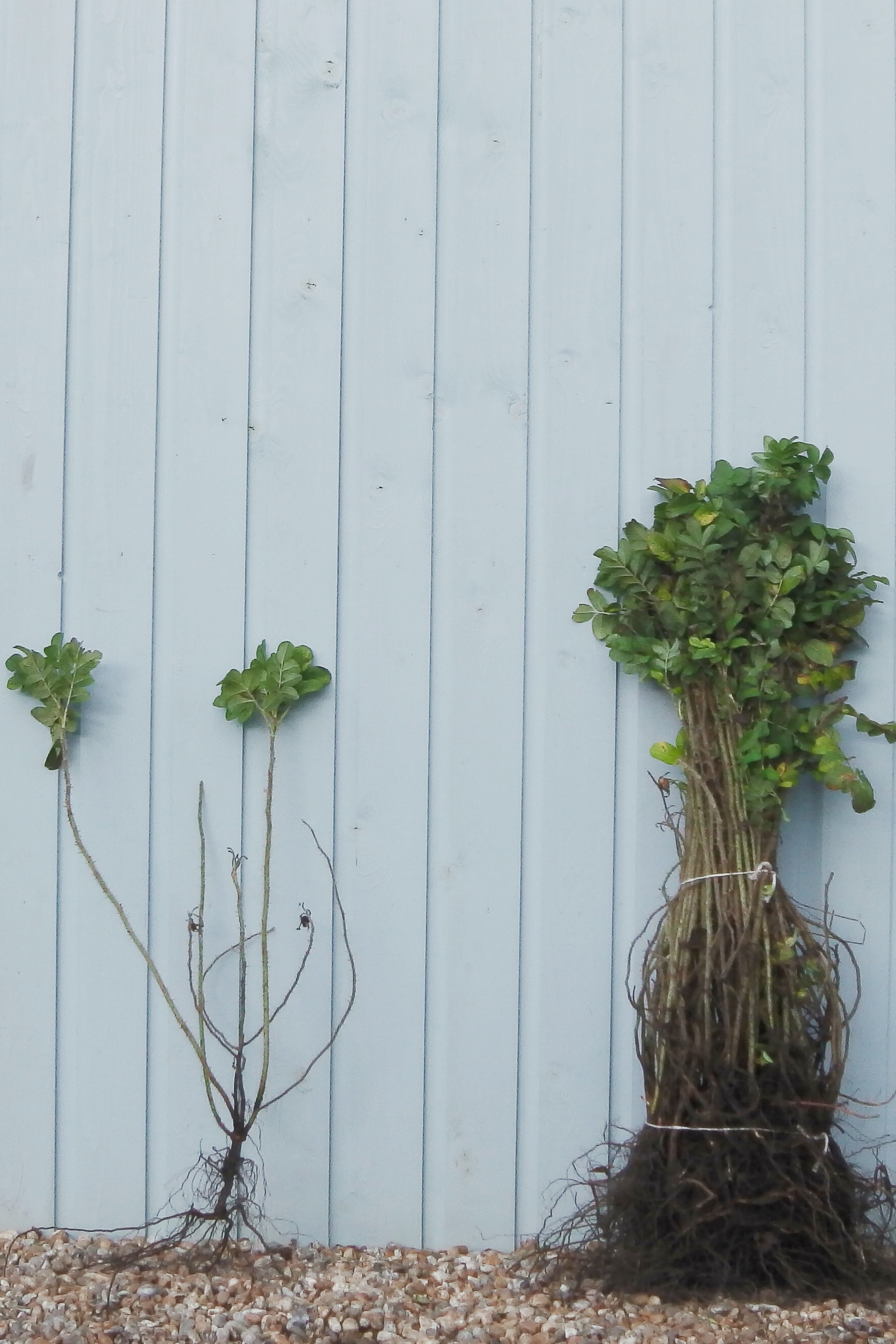 Rose Rugosa White Hedging - Hopes Grove Nurseries