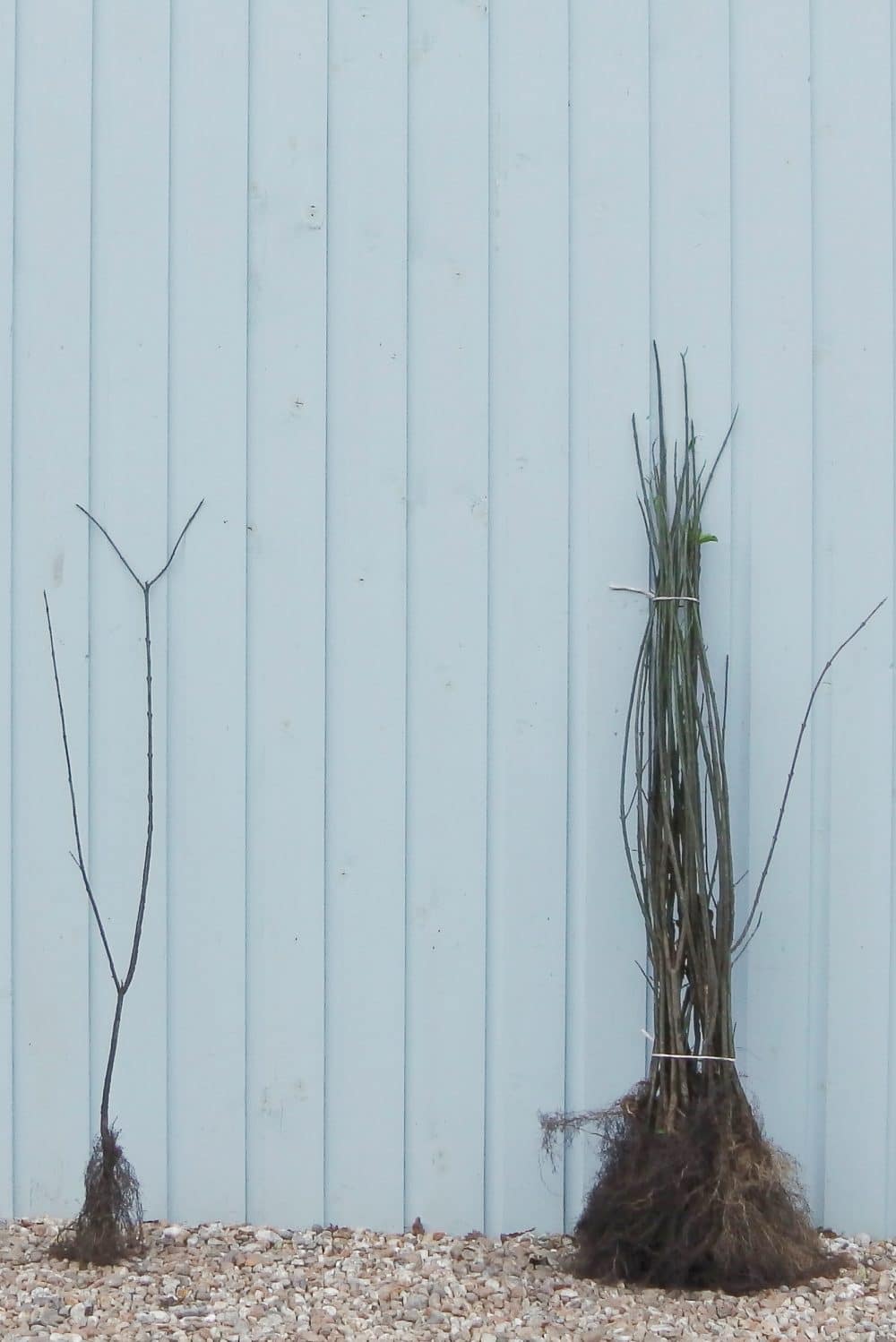 Buy Spindle Hedge Plants | Spindle Hedging | Euonymus Eurpaeus Hedges