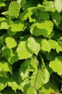 Green Beech Hedging Plants - Fagus Sylvatica - Hopes Grove Nurseries