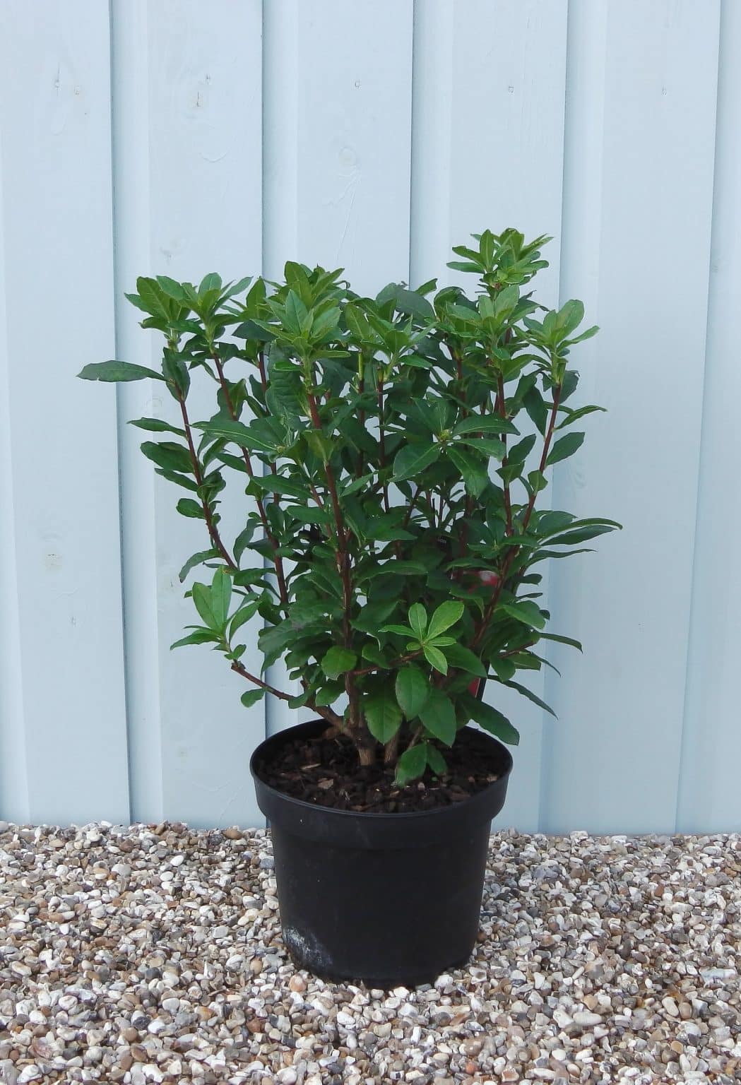 Deciduous Azalea Homebush - Hopes Grove Nurseries