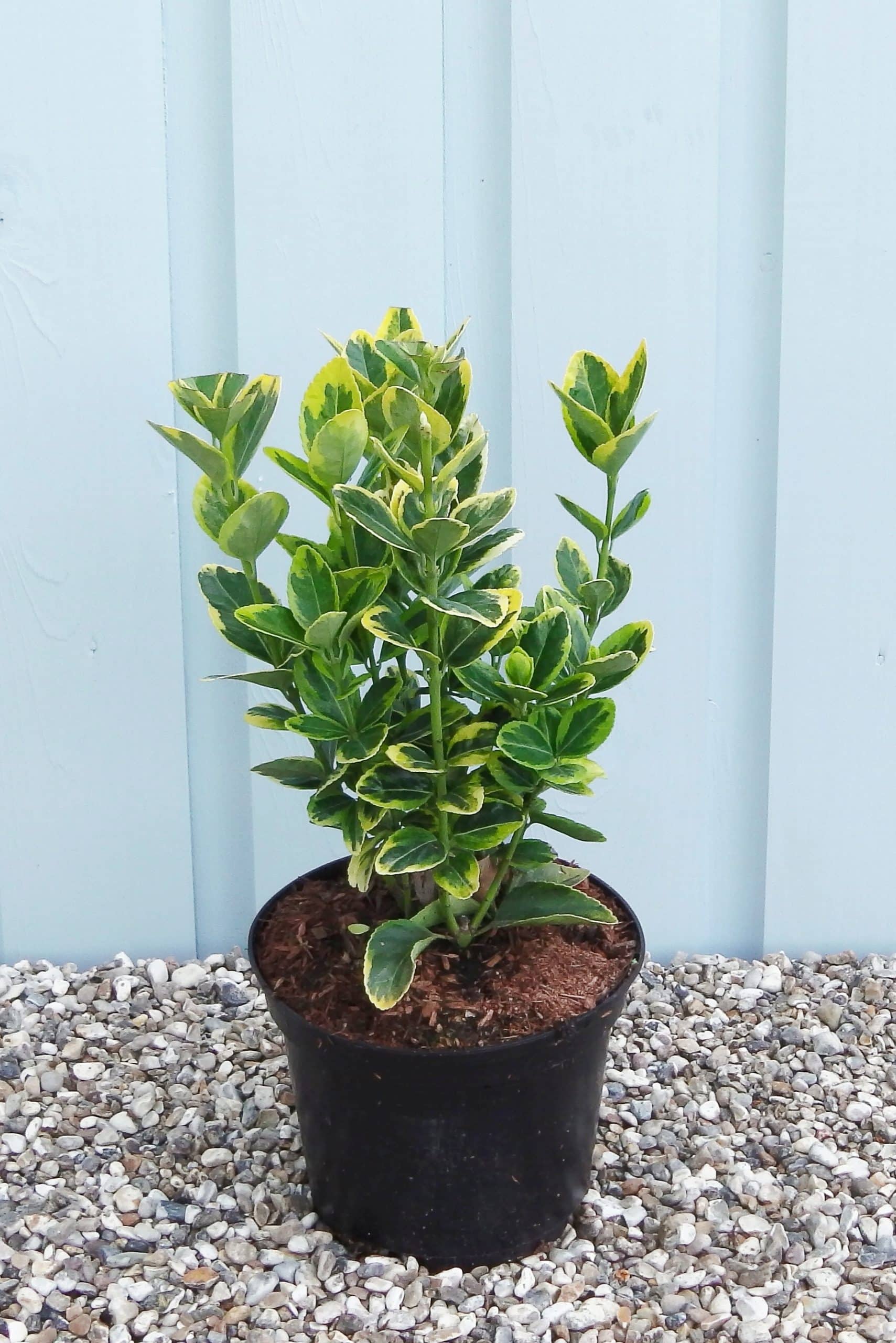 Buy Euonymus Japonicus Marieke | Hedging Plants by Hopes Grove Nurseries