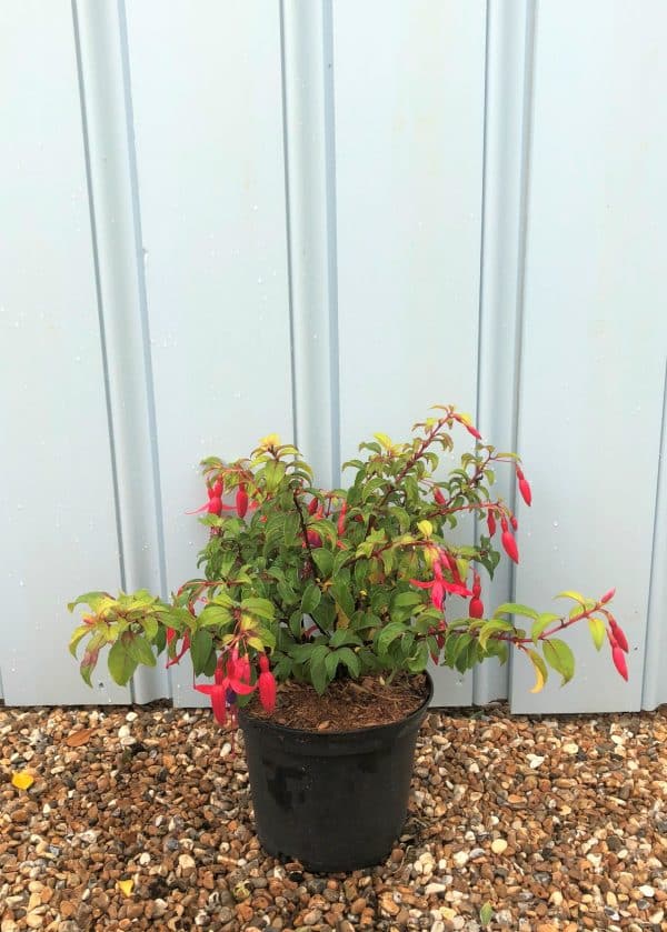 Fuchsia Genii Hedging - Fuchsia Genii Shrubs