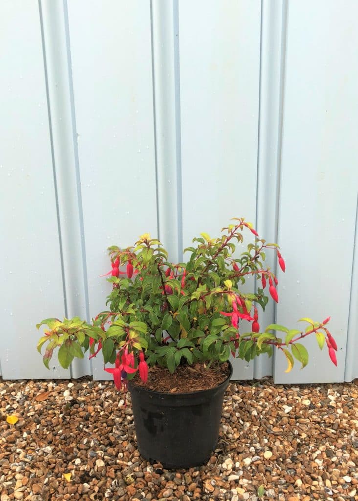 Fuchsia Genii Hedging - Fuchsia Genii Shrubs - Hopes Grove Nurseries