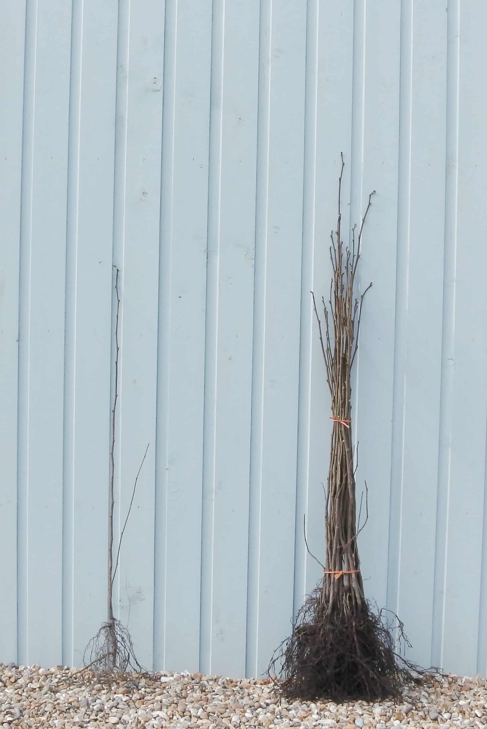 Buy Hazel Hedging | Hazel Hedge Plants | Corylus avellana Hedges