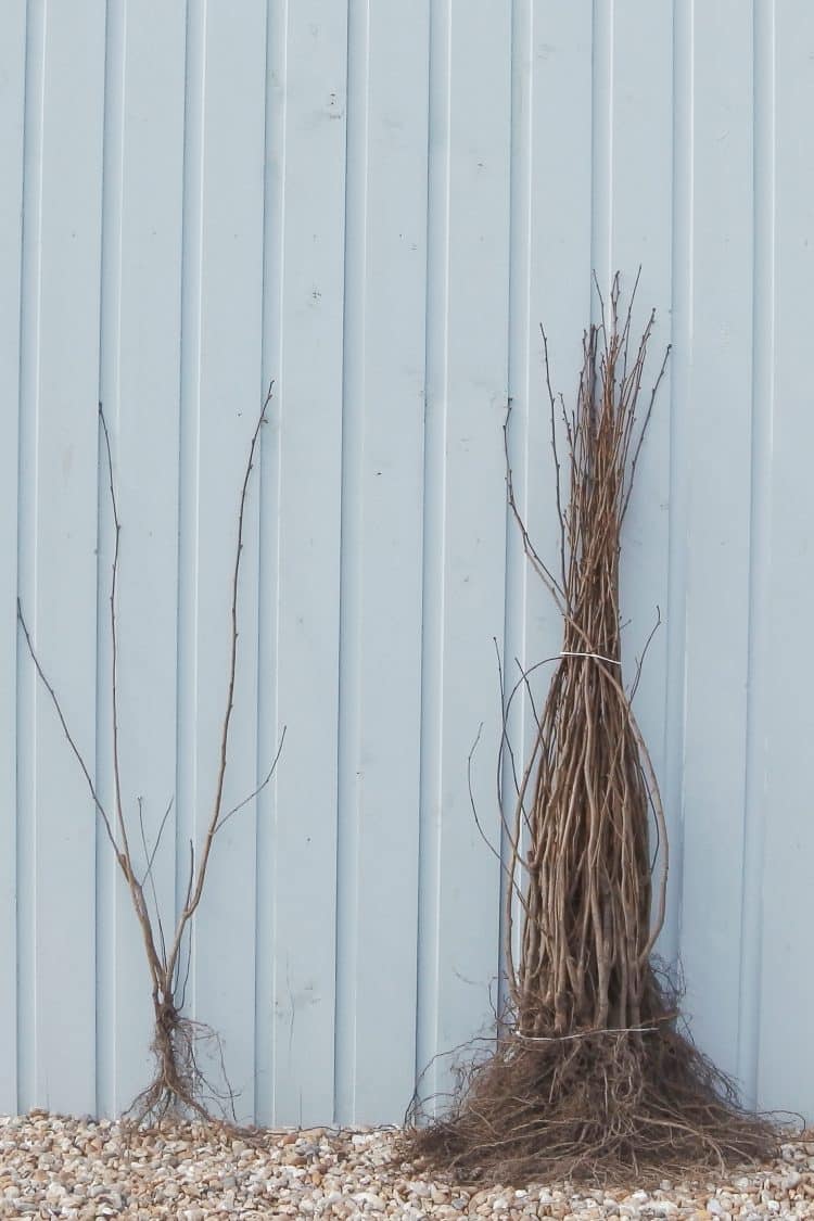 Buy Hazel Hedging | Hazel Hedge Plants | Corylus avellana Hedges