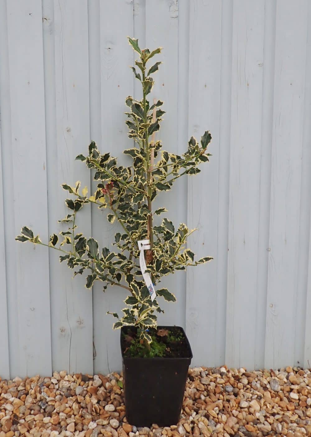 Buy Ilex Argentea Marginata - Silver Holly | Variegated Holly Hedging