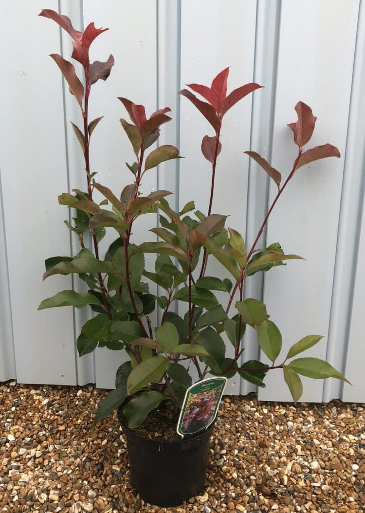 Photinia Camilvy Hedging - Hopes Grove Nurseries