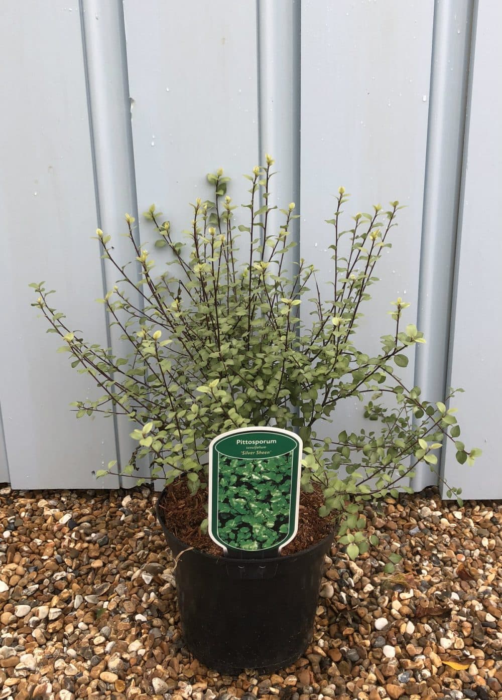 Pittosporum Silver Sheen Hedging - Hopes Grove Nurseries