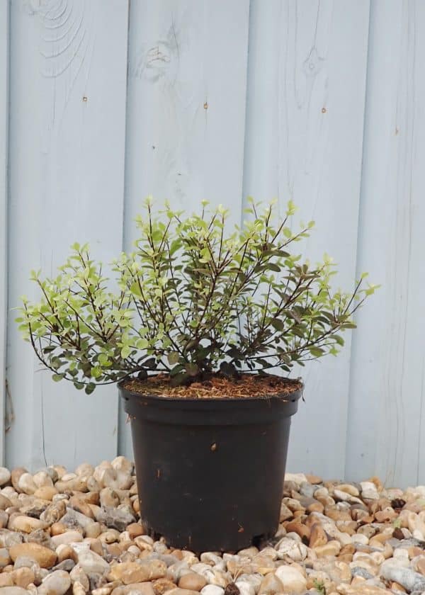 Tom Thumb Plant (Pittosporum Tenuifolium) | Hedging by Hopes Grove ...