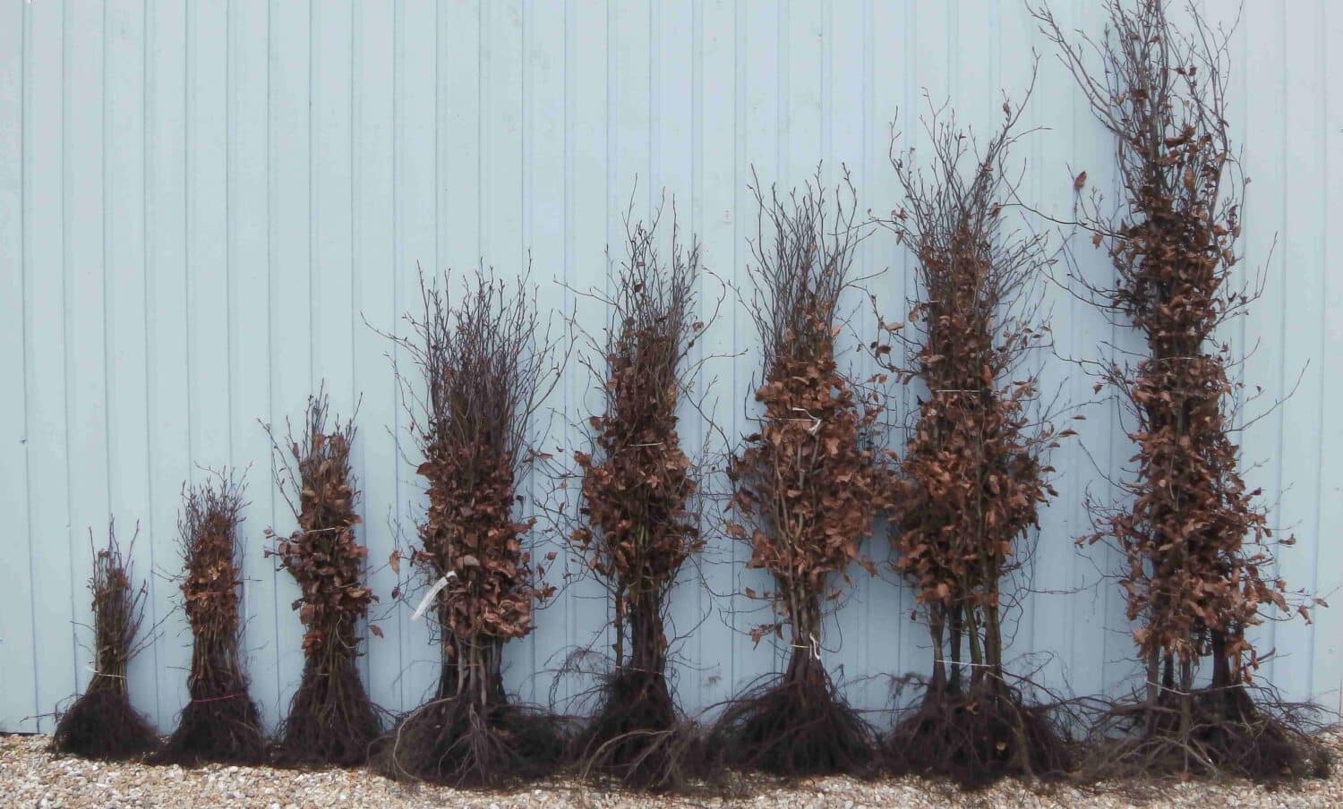 Beginner’s Guide to Hedging Trees | Hedge Planting Tips & Ideas