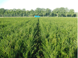 Buy Hazel Hedging | Hazel Hedge Plants | Corylus avellana Hedges