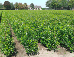 Buy Hazel Hedging | Hazel Hedge Plants | Corylus avellana Hedges