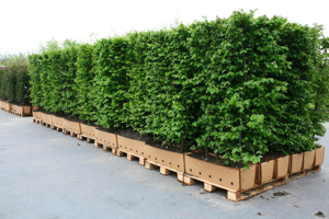 Buy Hazel Hedging | Hazel Hedge Plants | Corylus avellana Hedges