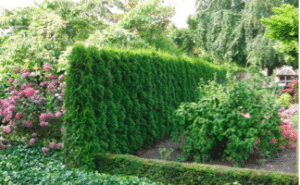 Buy Mixed Native Hedging Plants UK | Hope Grove Nurseries