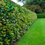 Buy Mixed Native Hedging Plants UK | Hope Grove Nurseries