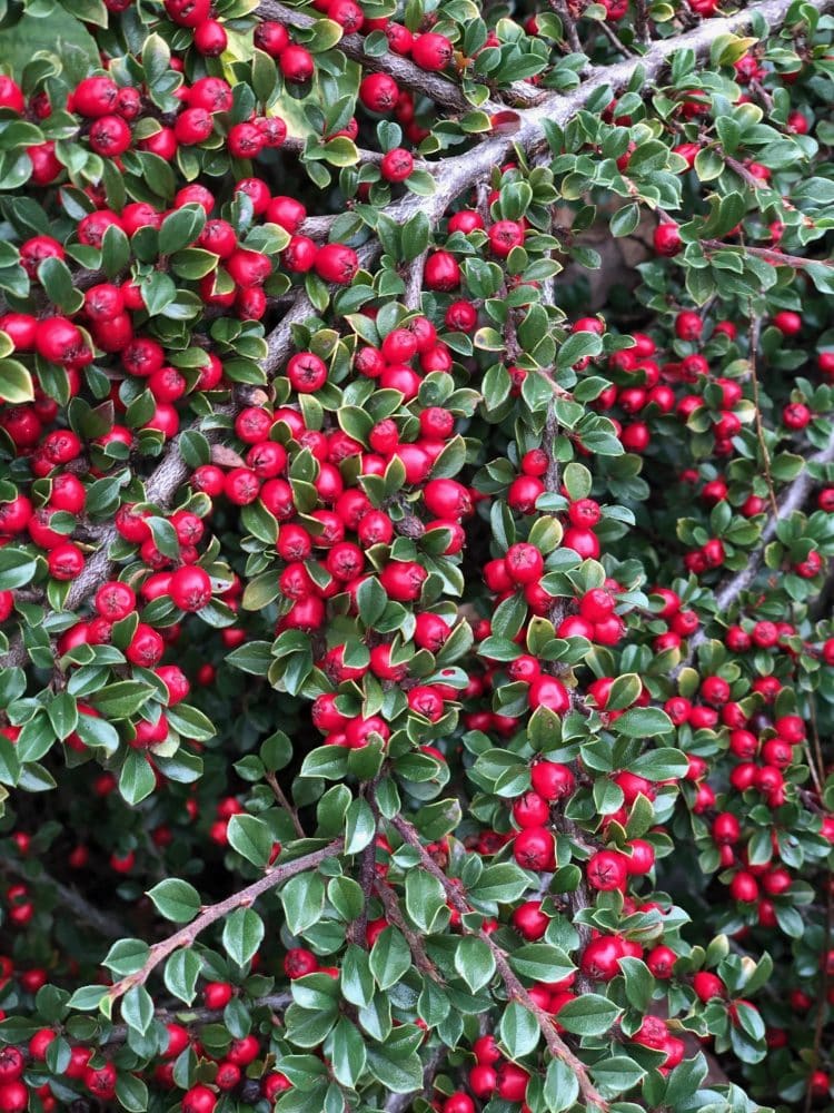 Cotoneaster Horizontalis Leaves