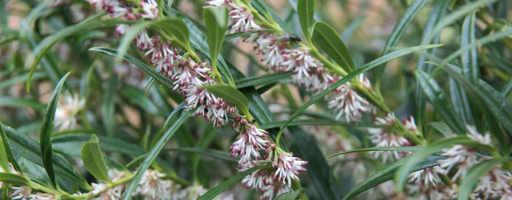 Buy Sarcococca Sweet Box Hedging | Christmas Box | Hopes Grove