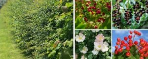 Privet Hedge Problems, Pests, Diseases | Hopes Grove Nurseries