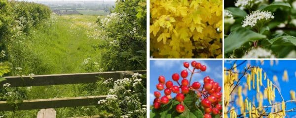 Privet Hedge Problems, Pests, Diseases | Hopes Grove Nurseries