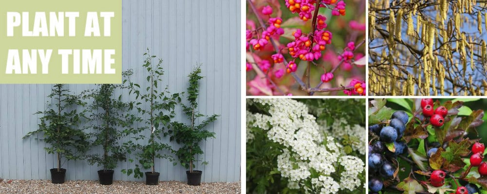 When To Cut A Hedge - Hopes Grove Nurseries