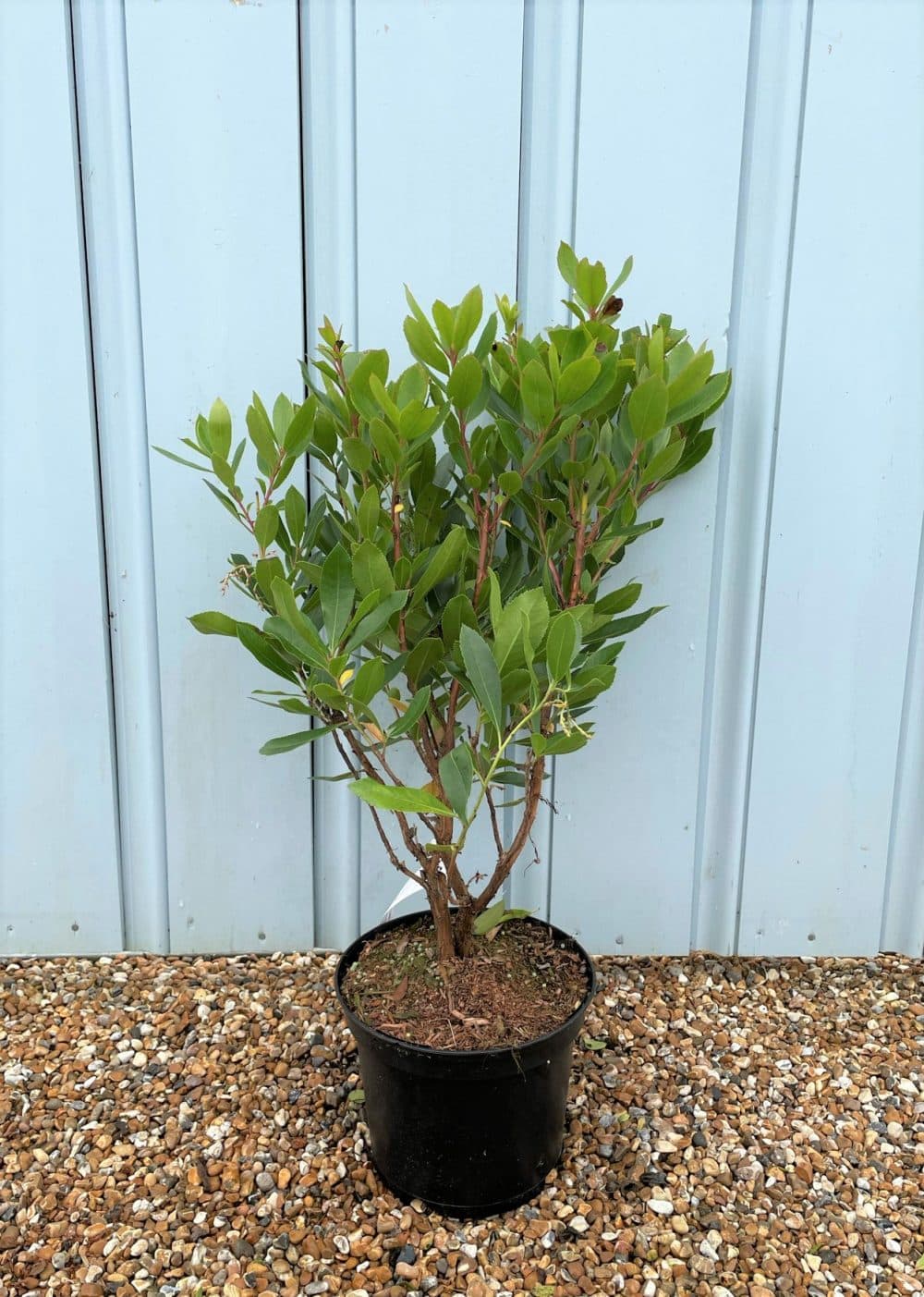 Potted Shrubs - Hopes Grove Nurseries