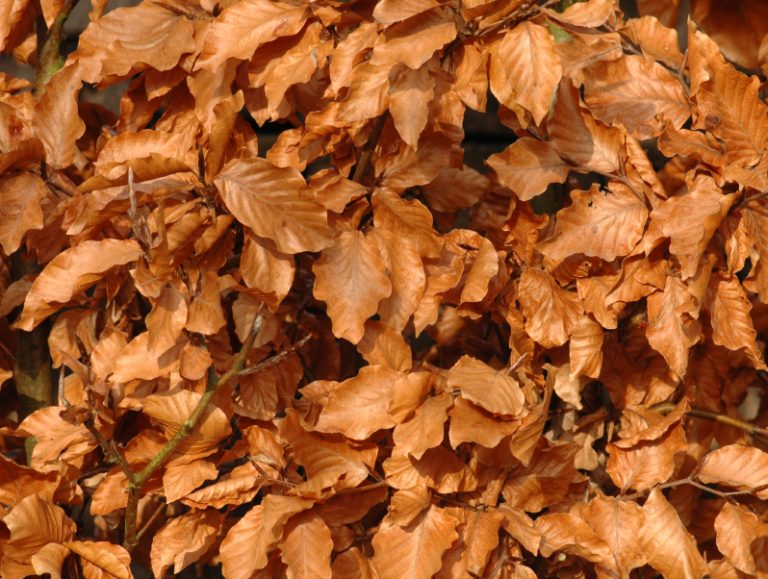 Purple Beech Hedge Plants - Fagus Sylvatica 'Purpurea' - Hopes Grove ...