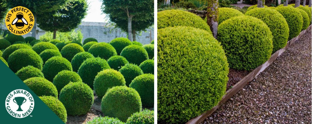 Buy Box Topiary | Box Topiary Plants for Garden Hedging | Hopes Grove ...