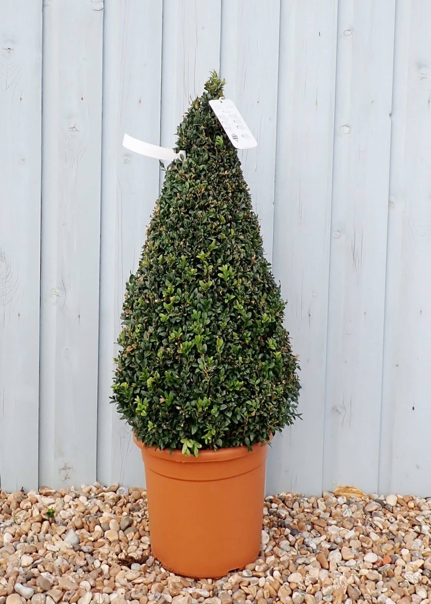 Buy Buxus Sempervirens Cone | Buxus Common Topiary Cone Hedges