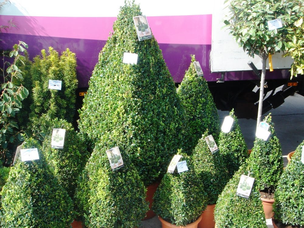Buy Pyramid Box Plants Online | Common Box & Buxus Topiary Pyramids
