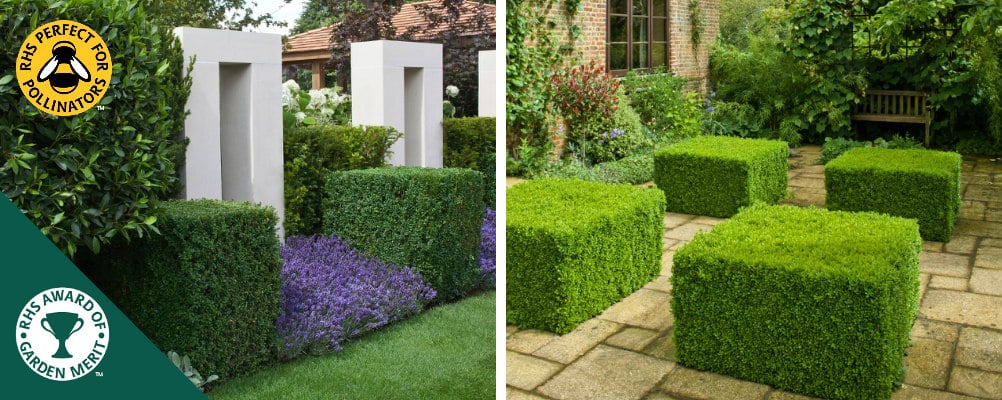 Buy Box Topiary | Box Topiary Plants for Garden Hedging | Hopes Grove ...