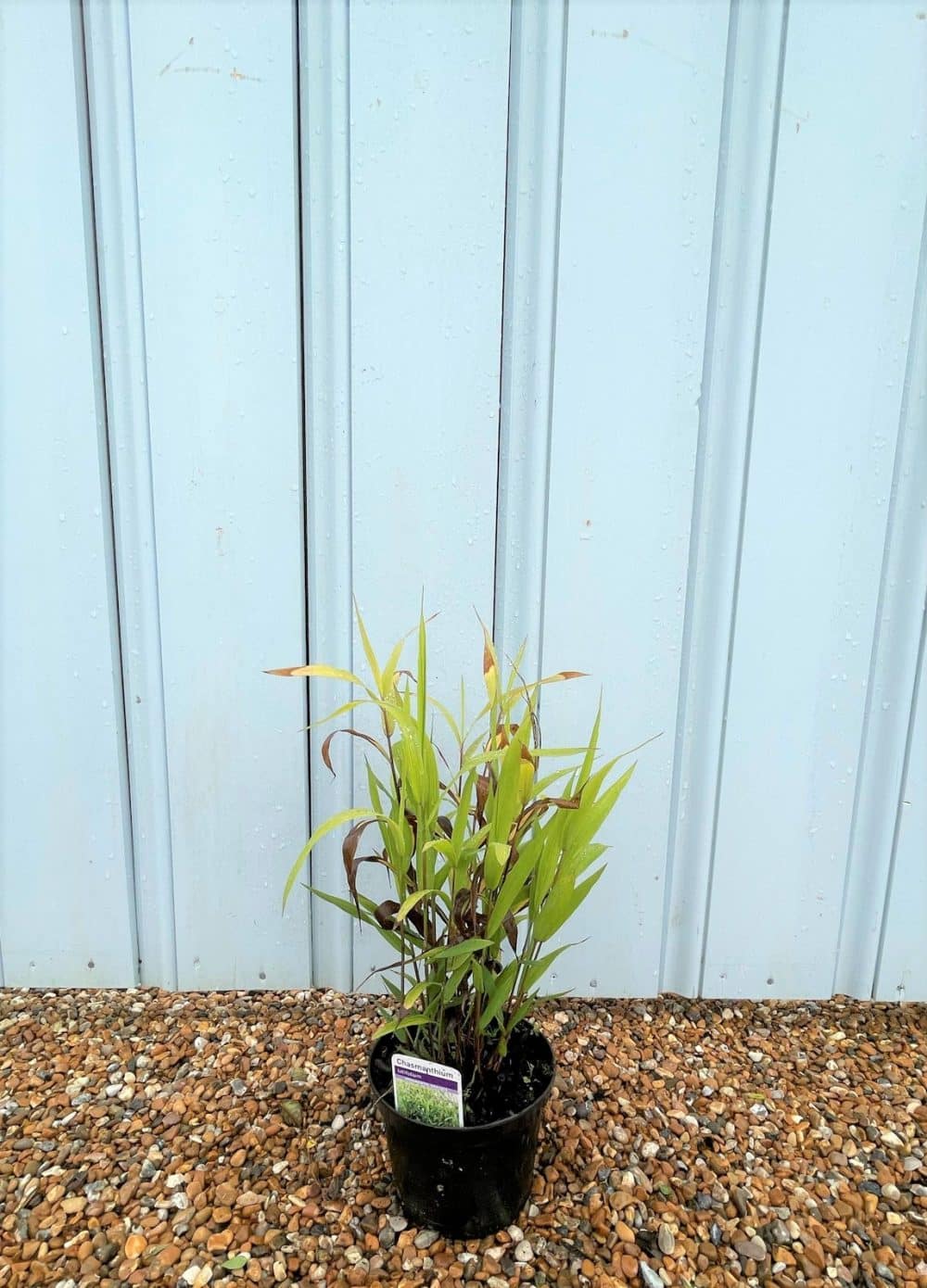 Potted Grasses - Hopes Grove Nurseries