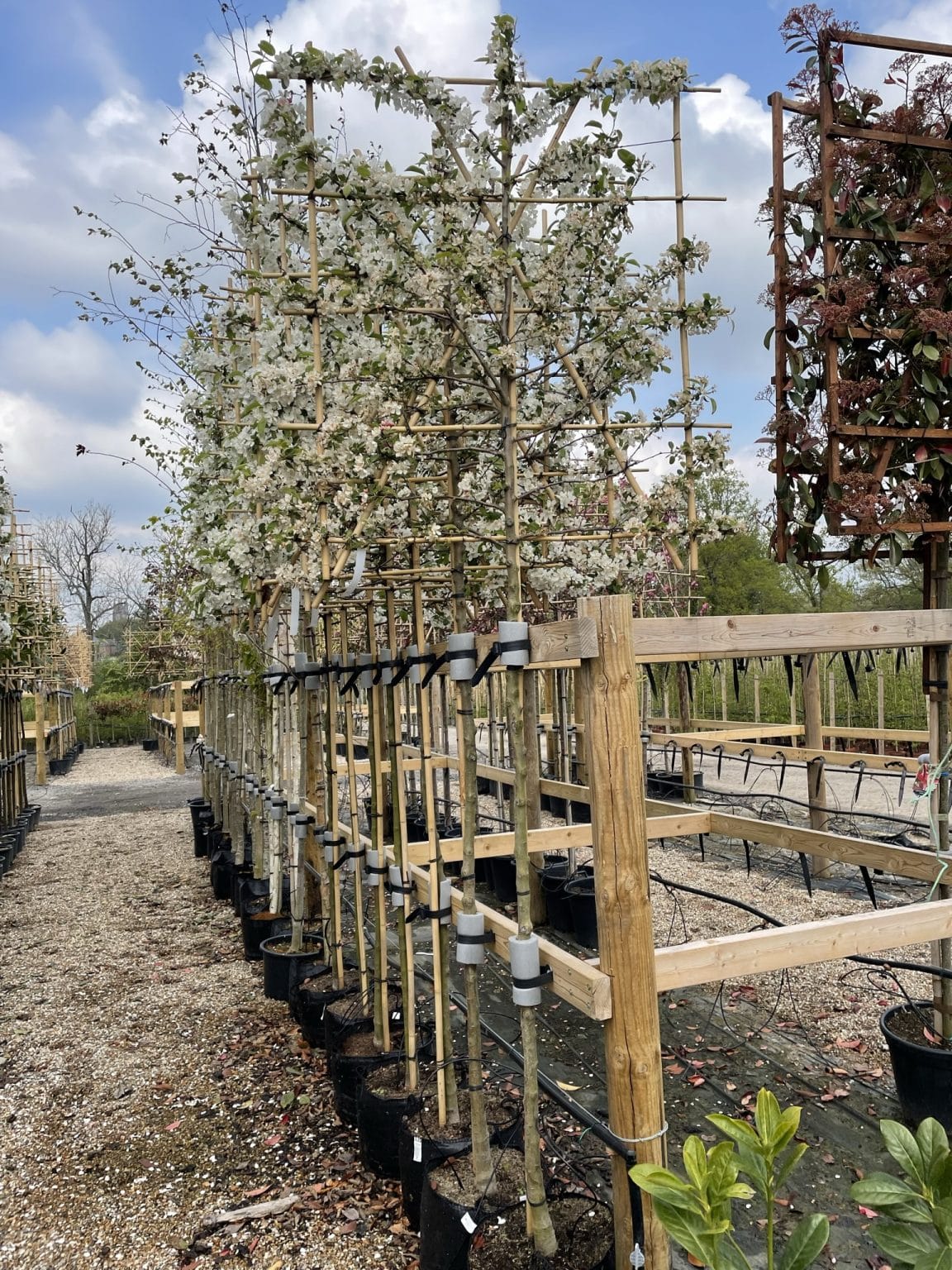Fresh Pleached - Hopes Grove Nurseries