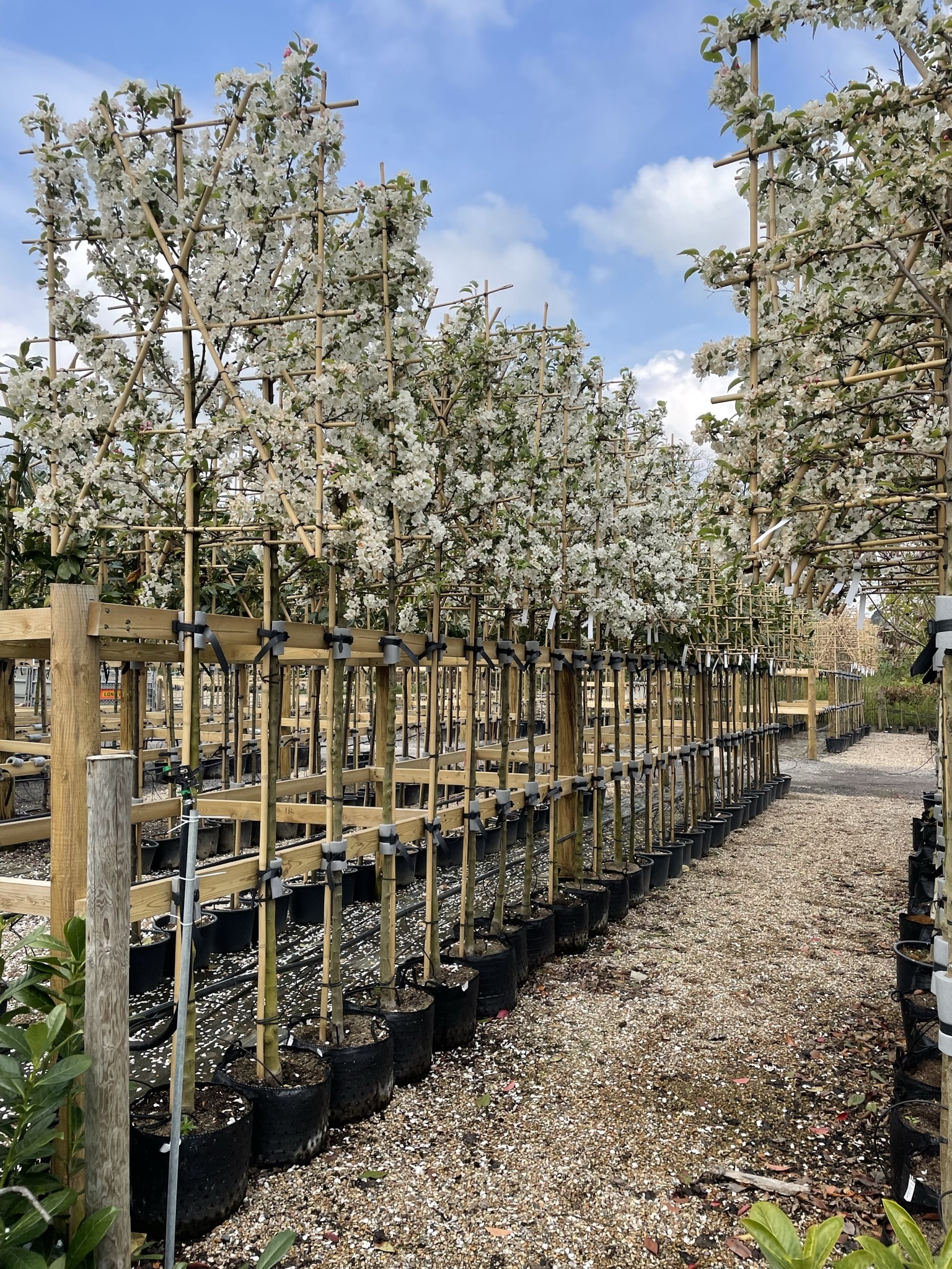 Pleached Crab Apple Trees - Malus 'Evereste' - Hopes Grove Nurseries