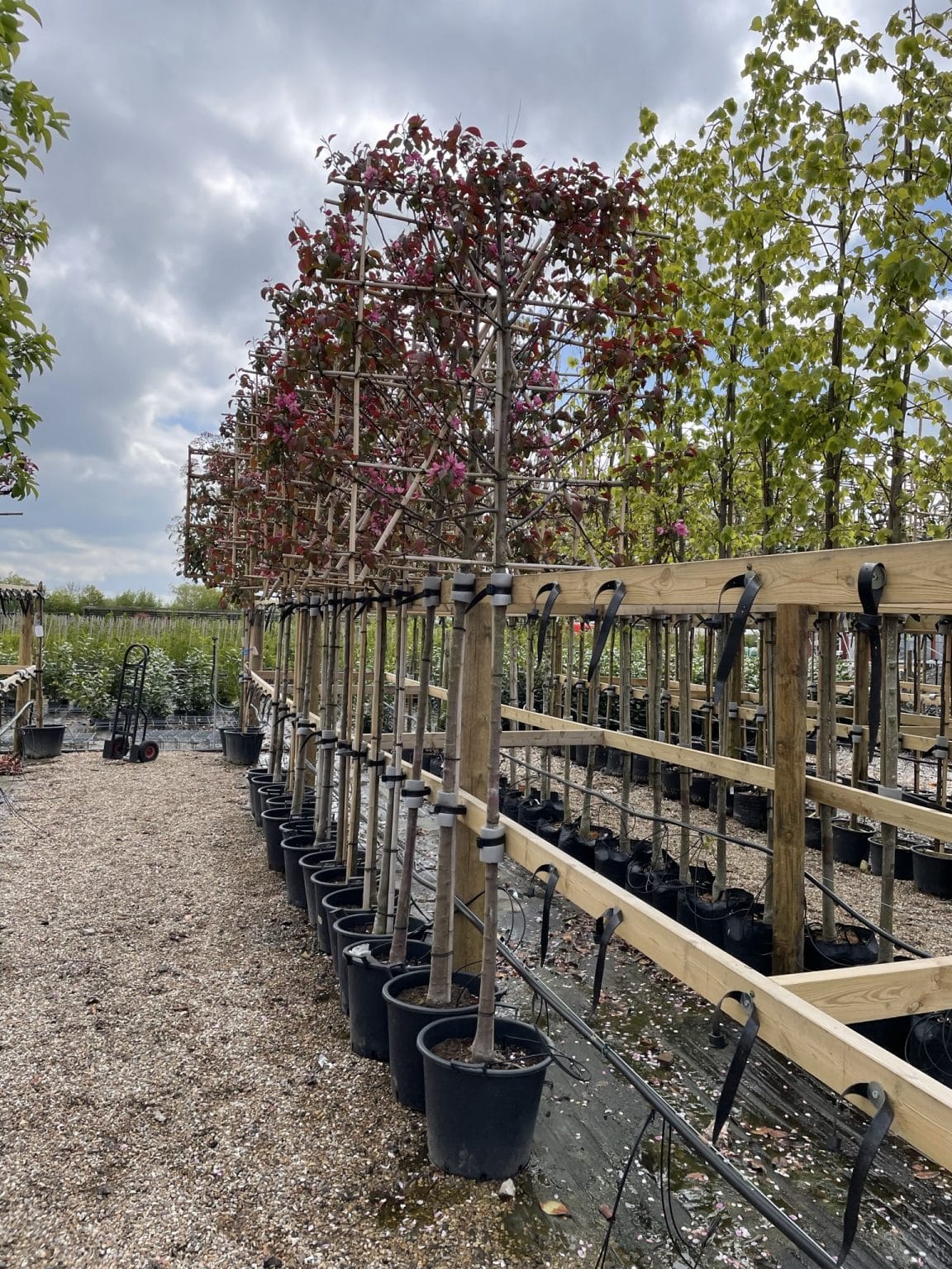 Crabapple Mokum Pleached Trees - Hopes Grove Nurseries