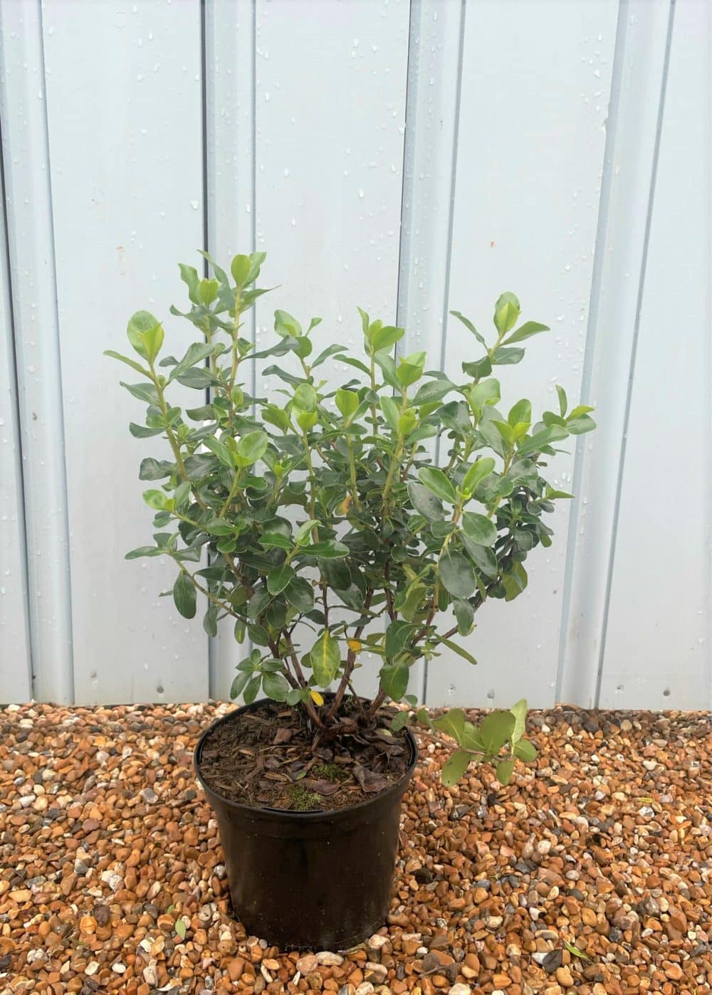 Escallonia White Hedging - Hopes Grove Nurseries