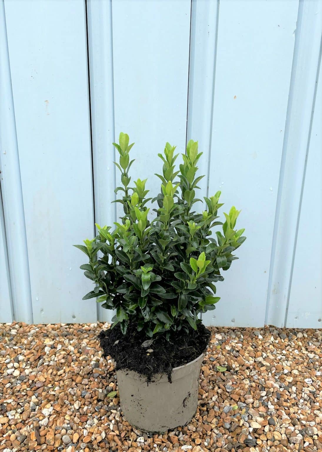 Euonymus Japonicus Green Spire Hedging - Hopes Grove Nurseries