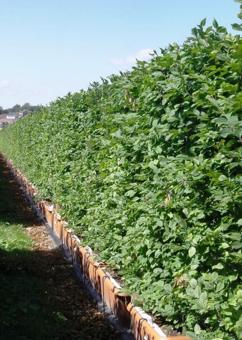 Buy Hornbeam Hedging ‘Carpinus Betulus’ | European Hornbeam Hedge